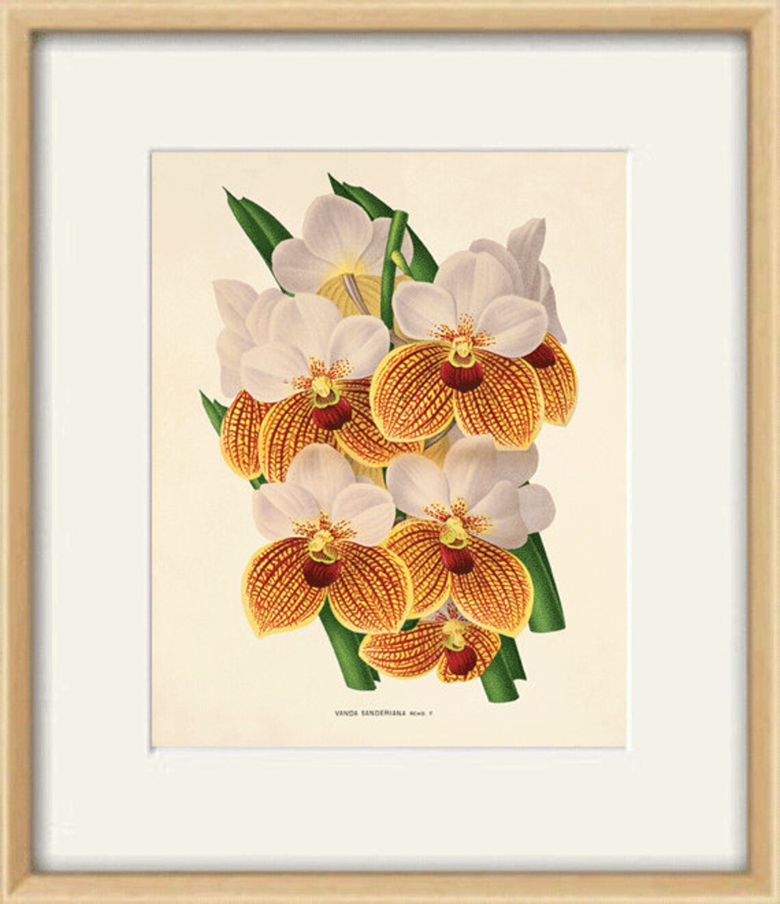 Yellow Orchid Art Print Botanical Art Prints Vintage Victorian - Etsy