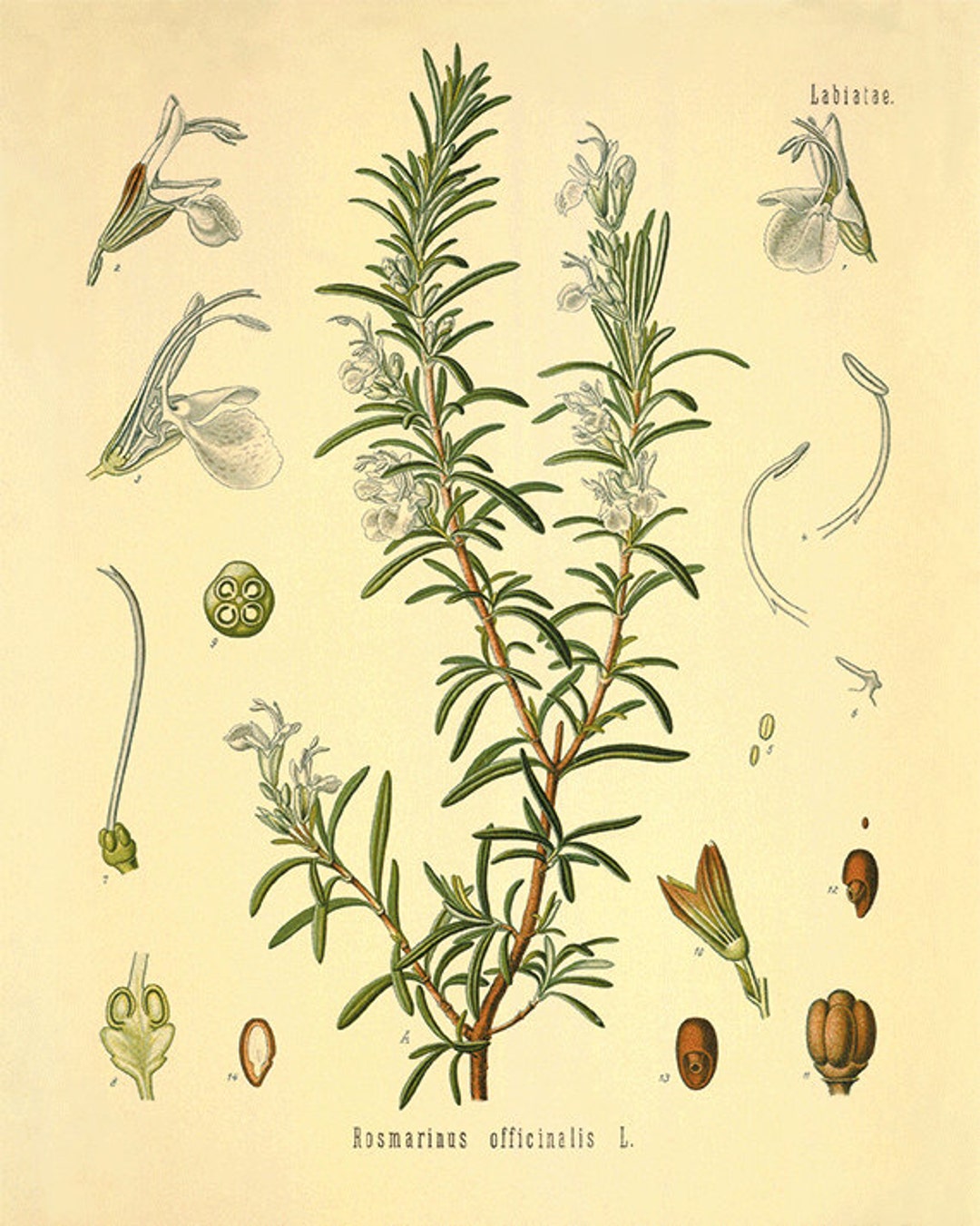 Rosemary Art Print Antique Kitchen Art Print Botanical Art Prints ...