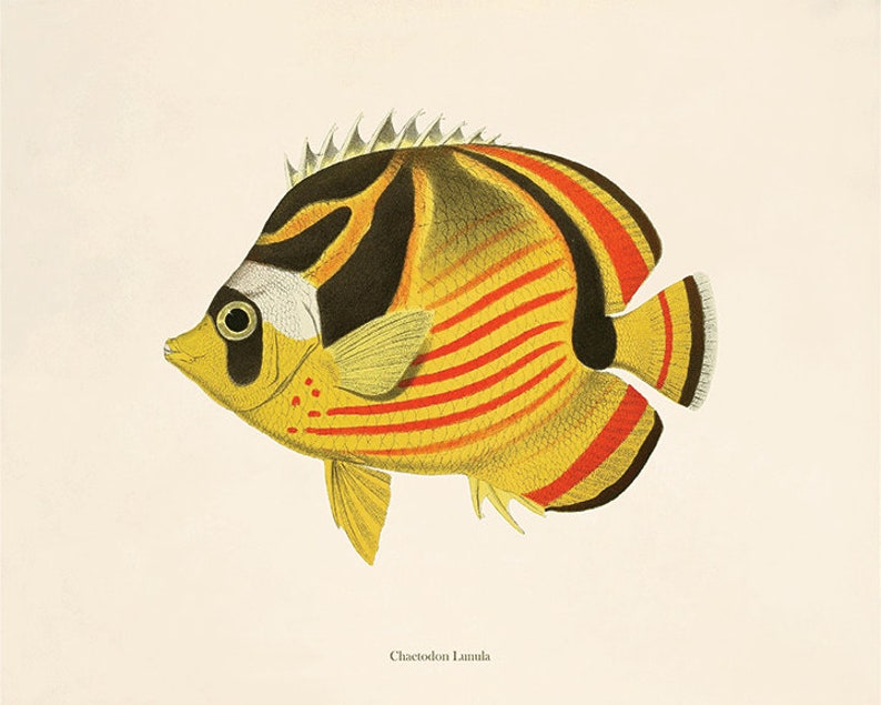 Vintage Tropical Fish Art Print: Antique Ocean Coastal Decor - Etsy