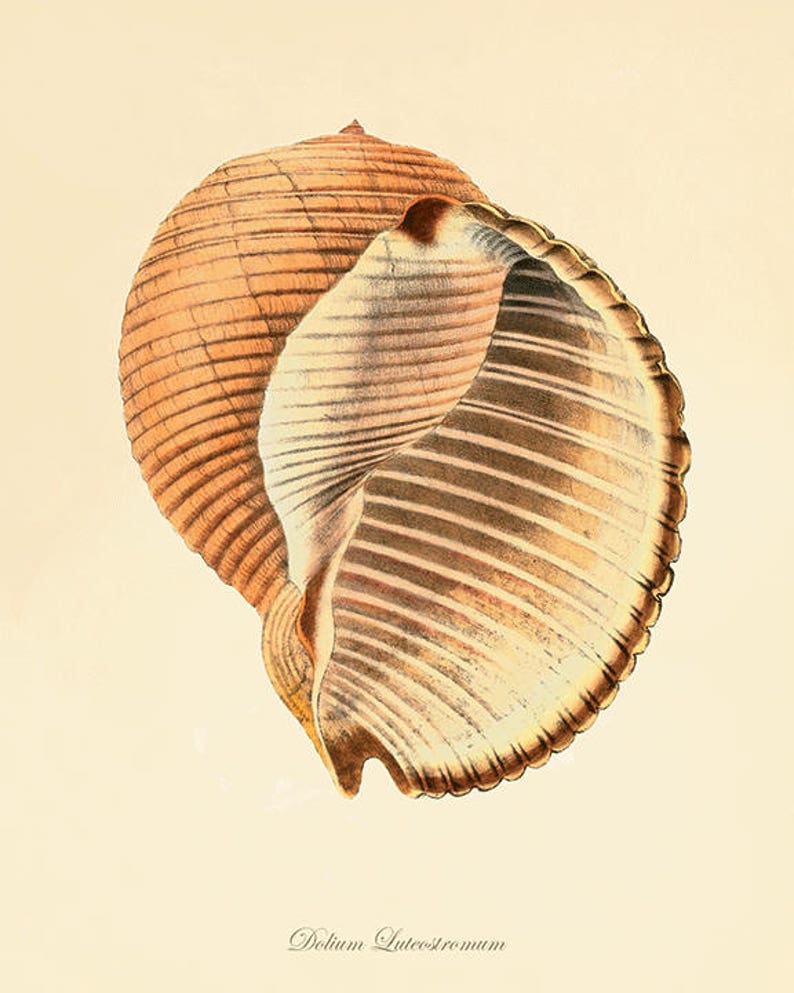 Sea Shell Beach Decor Art Nautical Print Natural History - Etsy