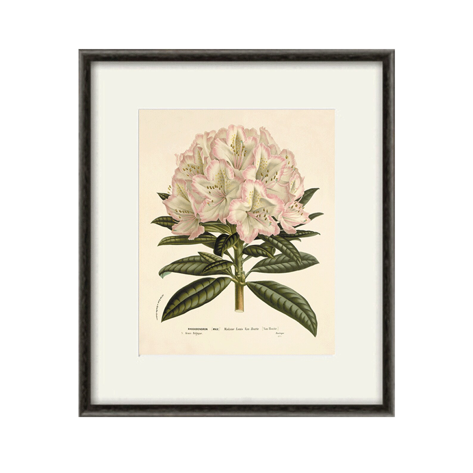 Rhododendron Art Antique Flower Art Print Botanical Art Prints - Etsy