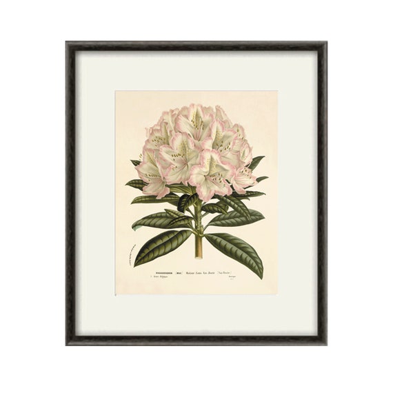 Rhododendron art antique flower art print Botanical Art Prints | Etsy