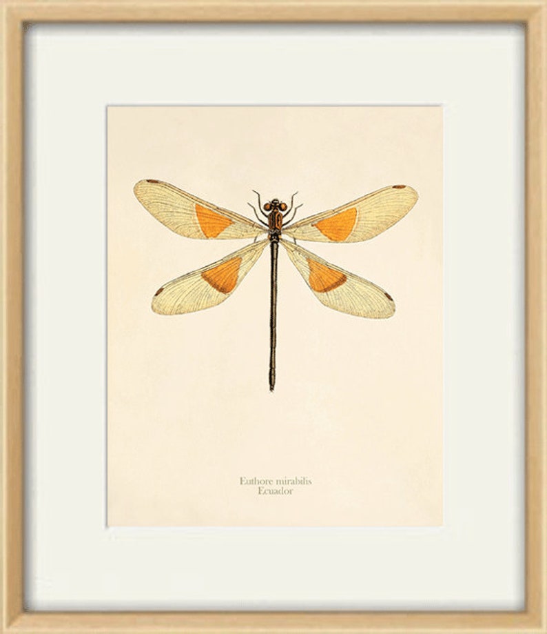 Dragonfly Art Print Antique Prints Nature Print Vintage Prints - Etsy