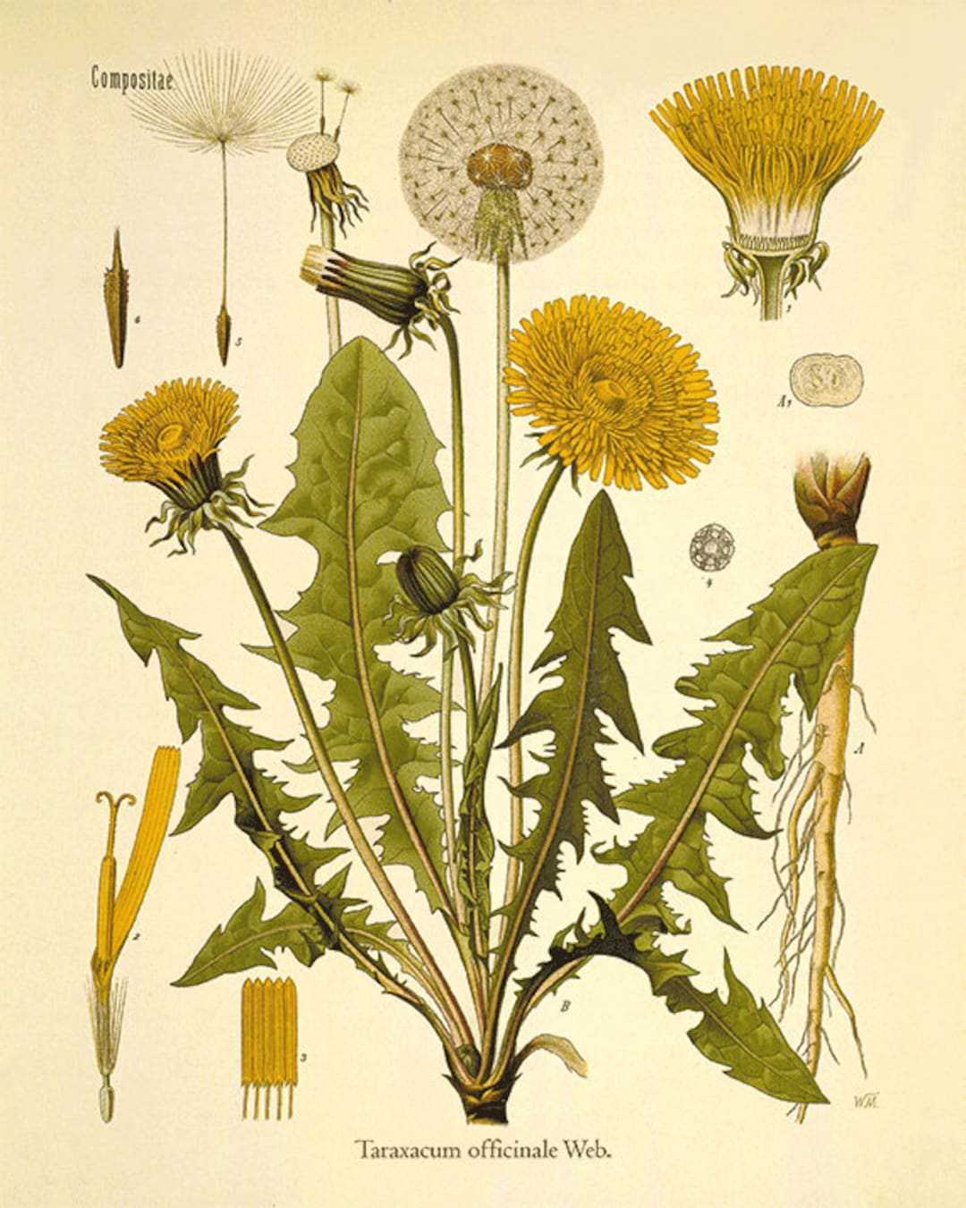 Antique Dandelion Art Print: Vintage Botanical Illustration - Etsy