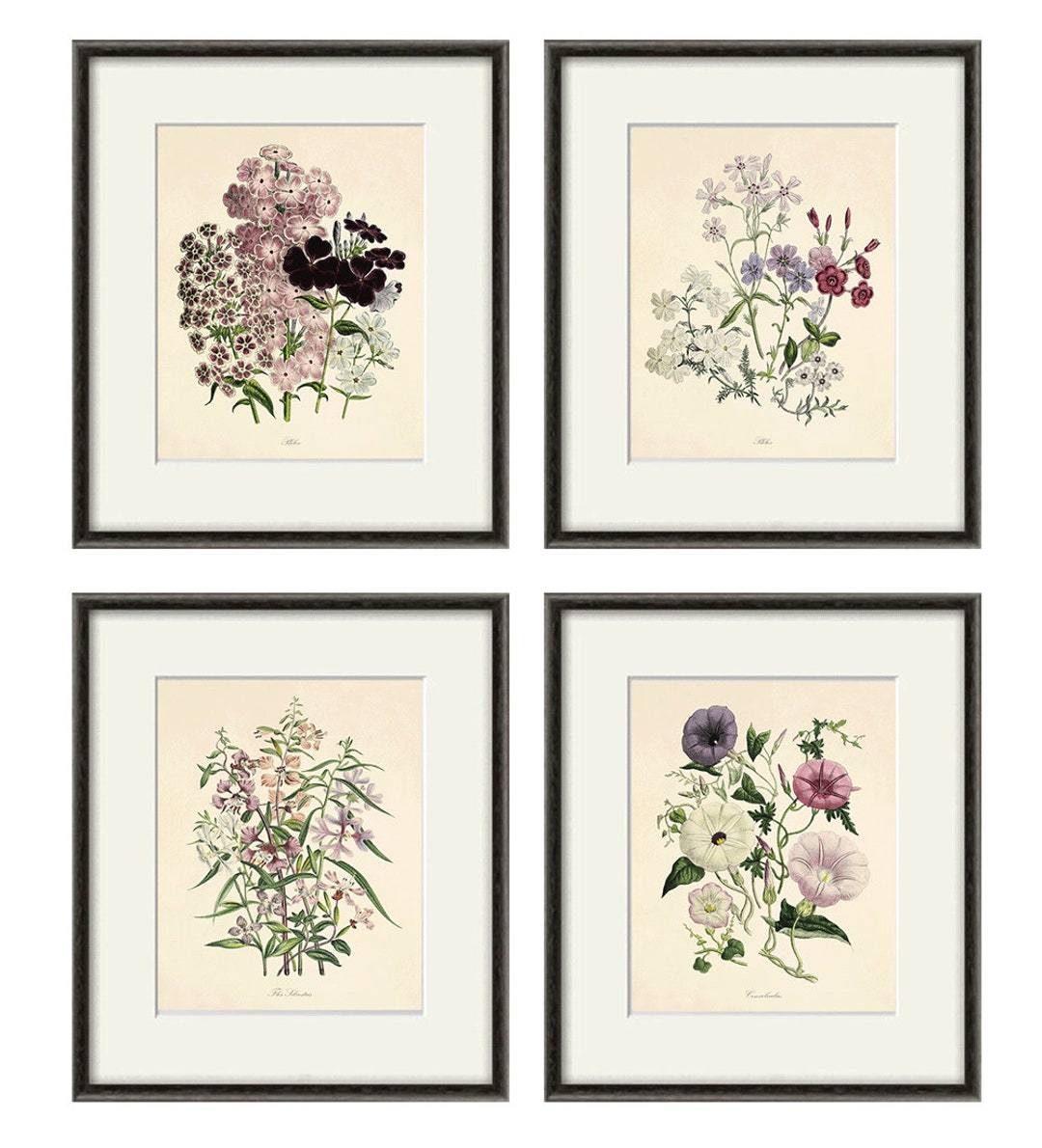 Antique Flower Art Print Set Antique Prints Pink Botanical Prints ...