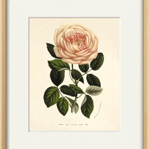 Pink Rose Vintage Flower Art Print Antique Wall Decor Flower Decor ...