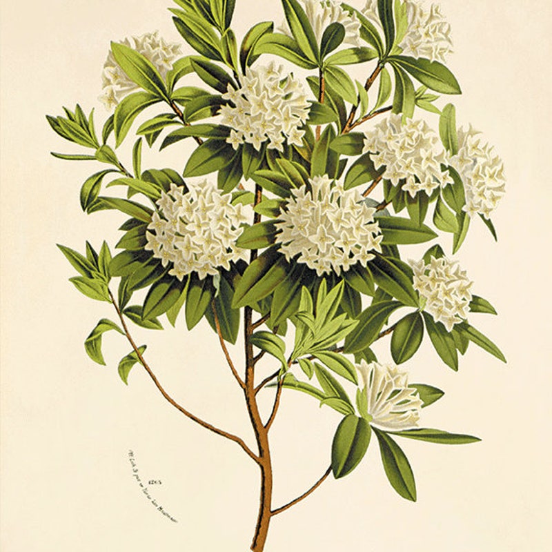 Daphne Tree - Etsy