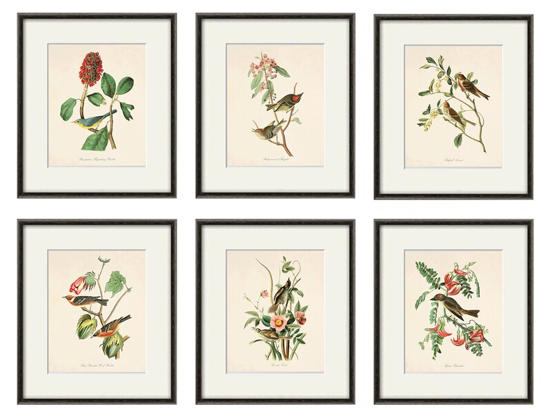 Antique Bird Print Set Bird Art Print Set Antique Prints Bird - Etsy