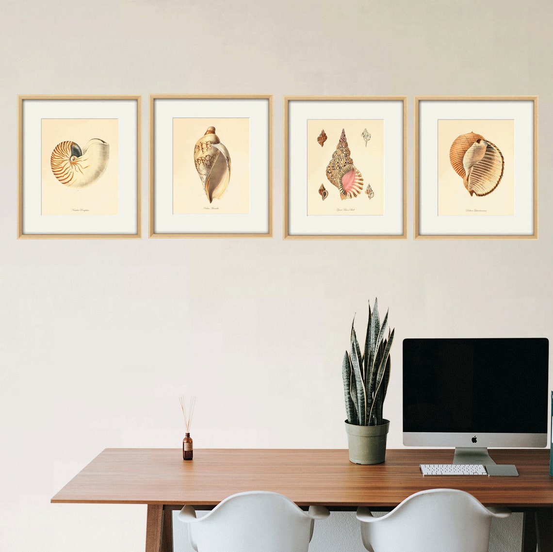Sea Shell Beach Decor Art Nautical Print Natural History - Etsy
