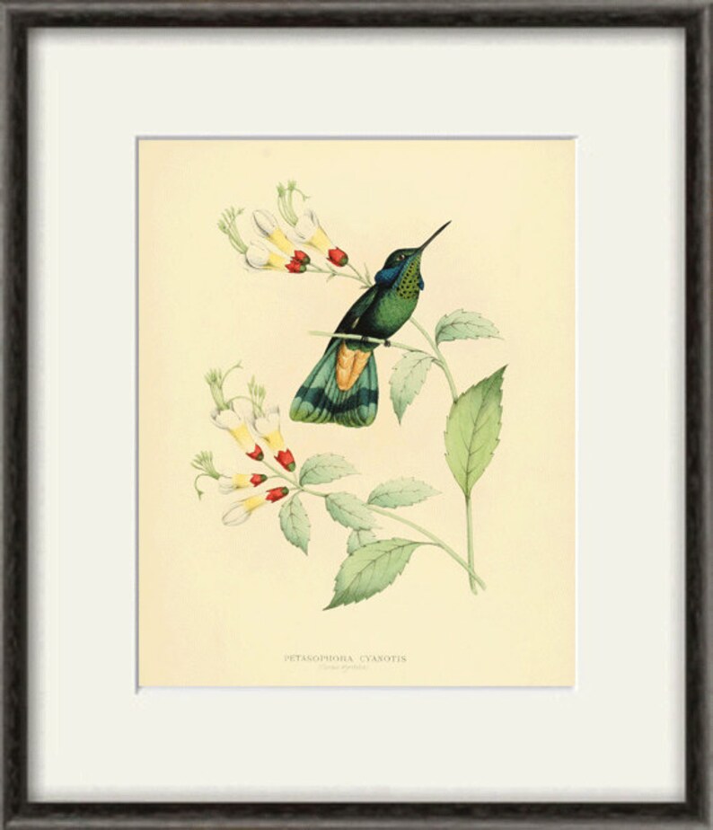 Hummingbirds Art Vintage Bird Print Nature Art Print Vintage - Etsy
