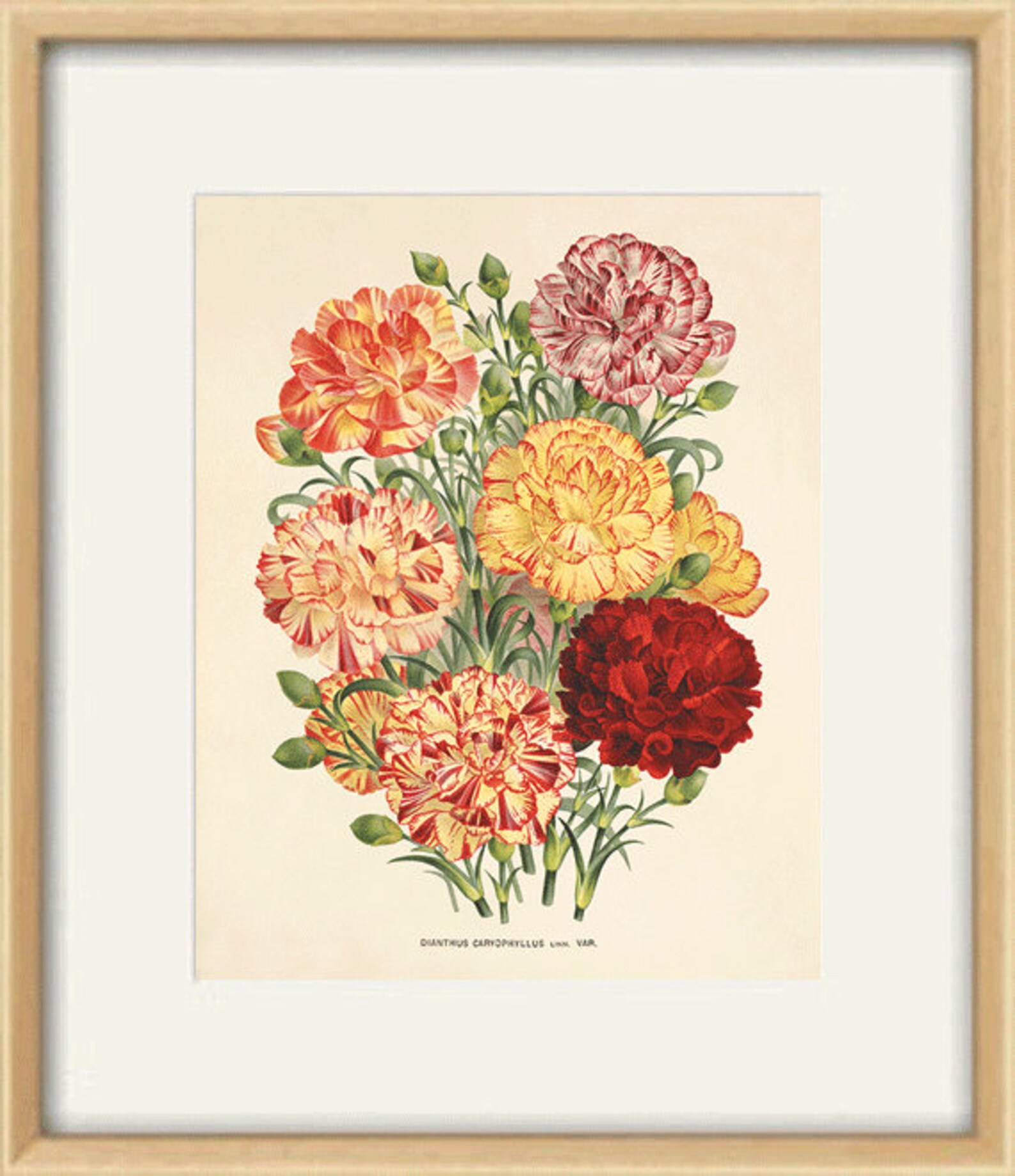 Carnation Antique Flower Art Print Vintage Botanical Prints - Etsy