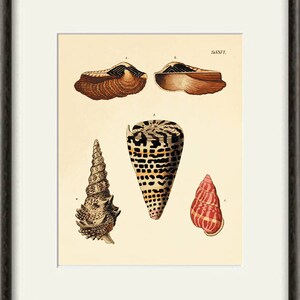 Antique Seashell Art Print Vintage Nautical Art Print Sea Art Print ...