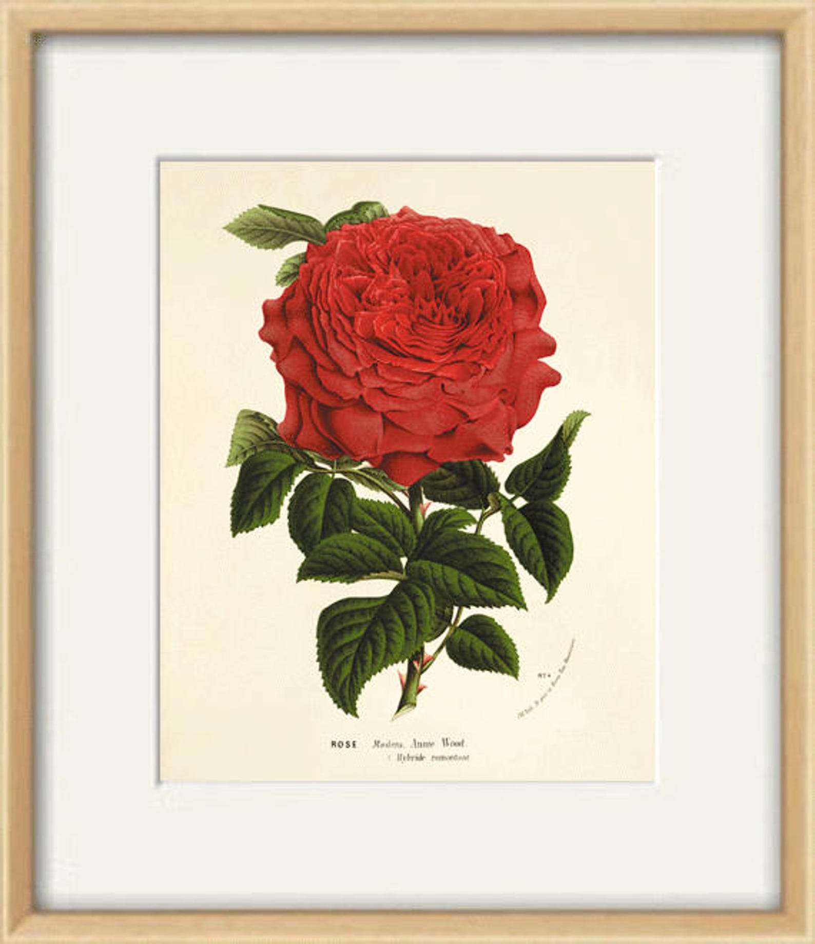 Red Rose Art Print Poster Antique Prints Botanical Art Prints | Etsy