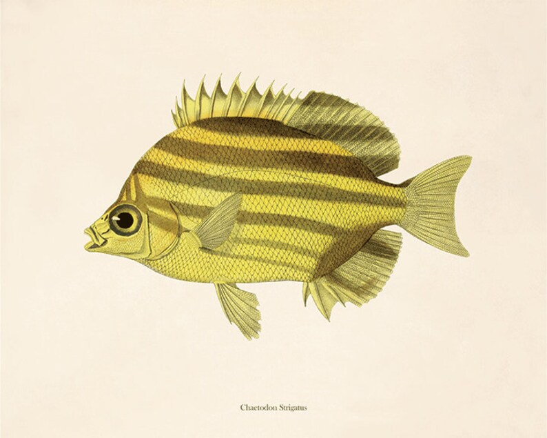Vintage Tropical Fish Art Print: Antique Ocean Coastal Decor - Etsy