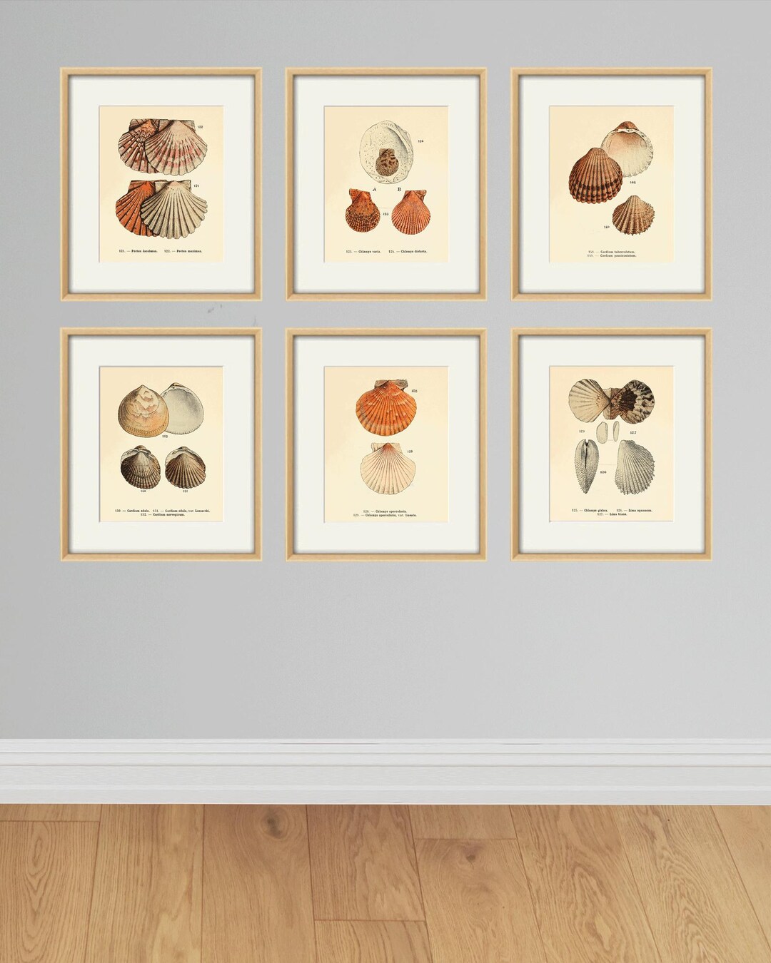 Antique Seashell Print: Victorian Nautical Ocean Art, Natural History ...