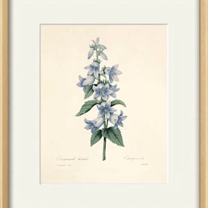 Blue Flower Print Poster Antique Prints Botanical Art Prints Home Decor ...