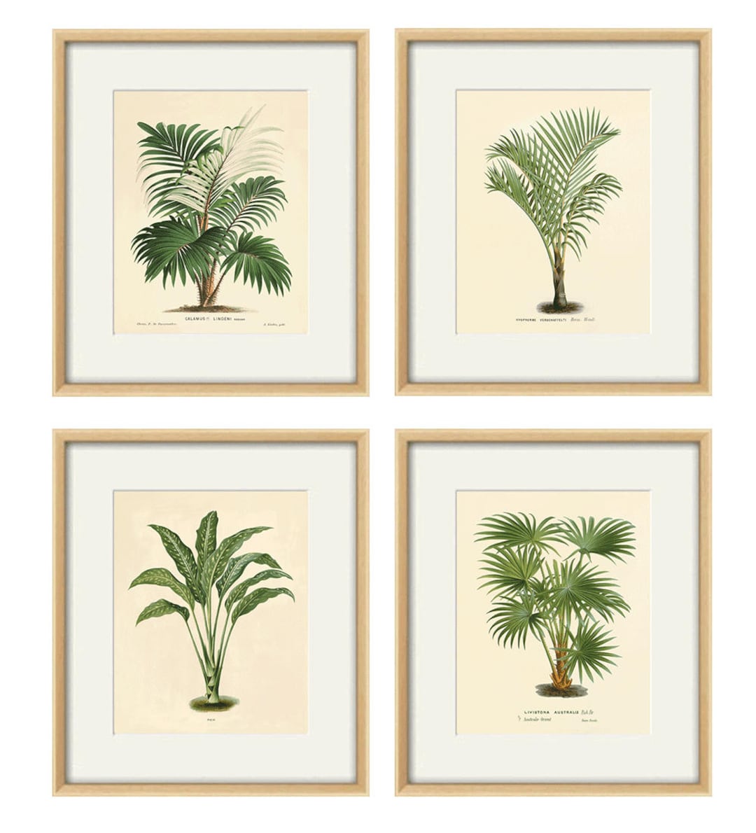 Palm Tree Art Print Antique Botanical Art Prints Home Decor Wall Art ...