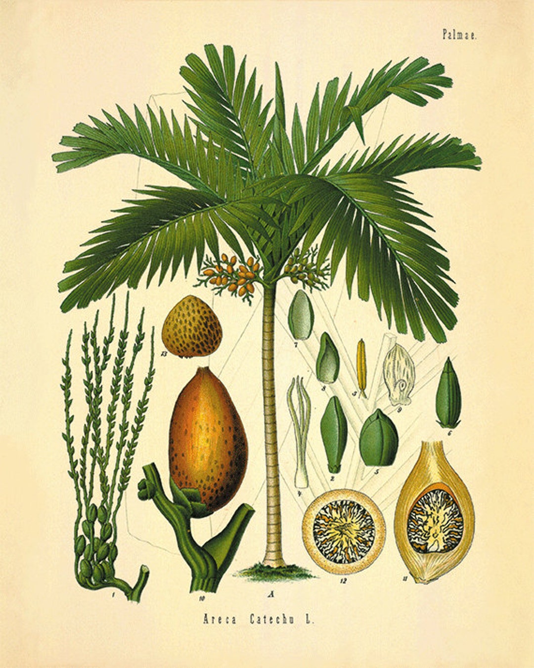 Palm Tree Art Print Antique Botanical Art Prints Home Decor Wall Art ...