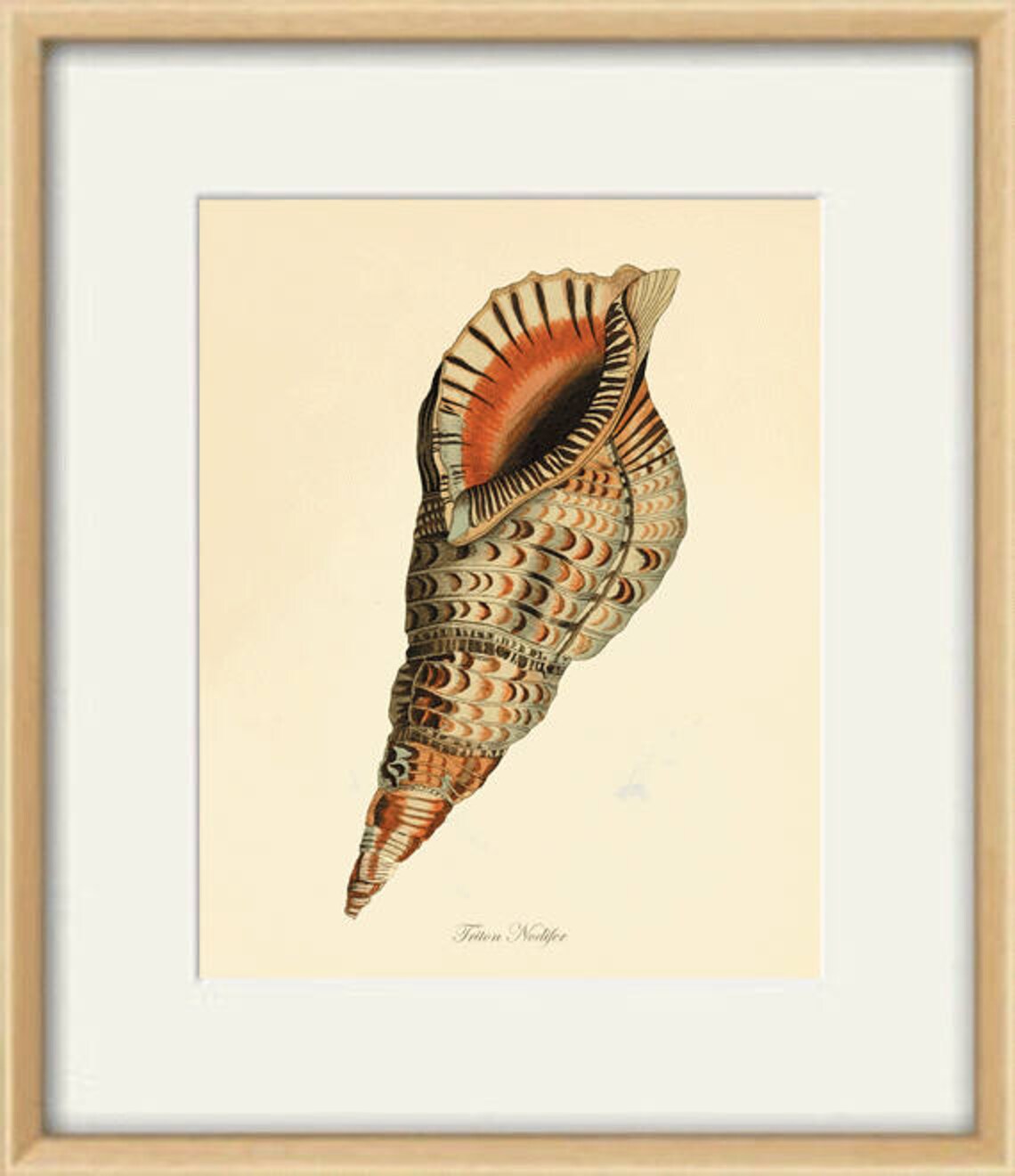 Antique Sea Shell Art Print Vintage Nautical Art Print Sea Art | Etsy