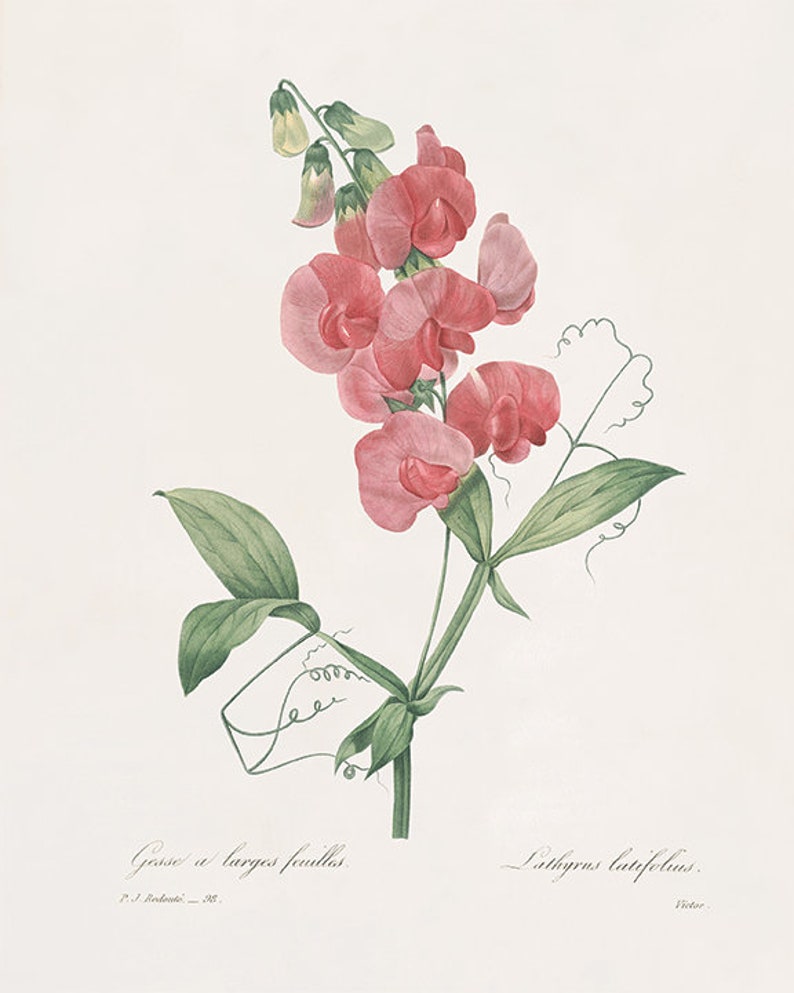 Red Botanical Prints Vintage Flower Art Cottage Wall Art - Etsy