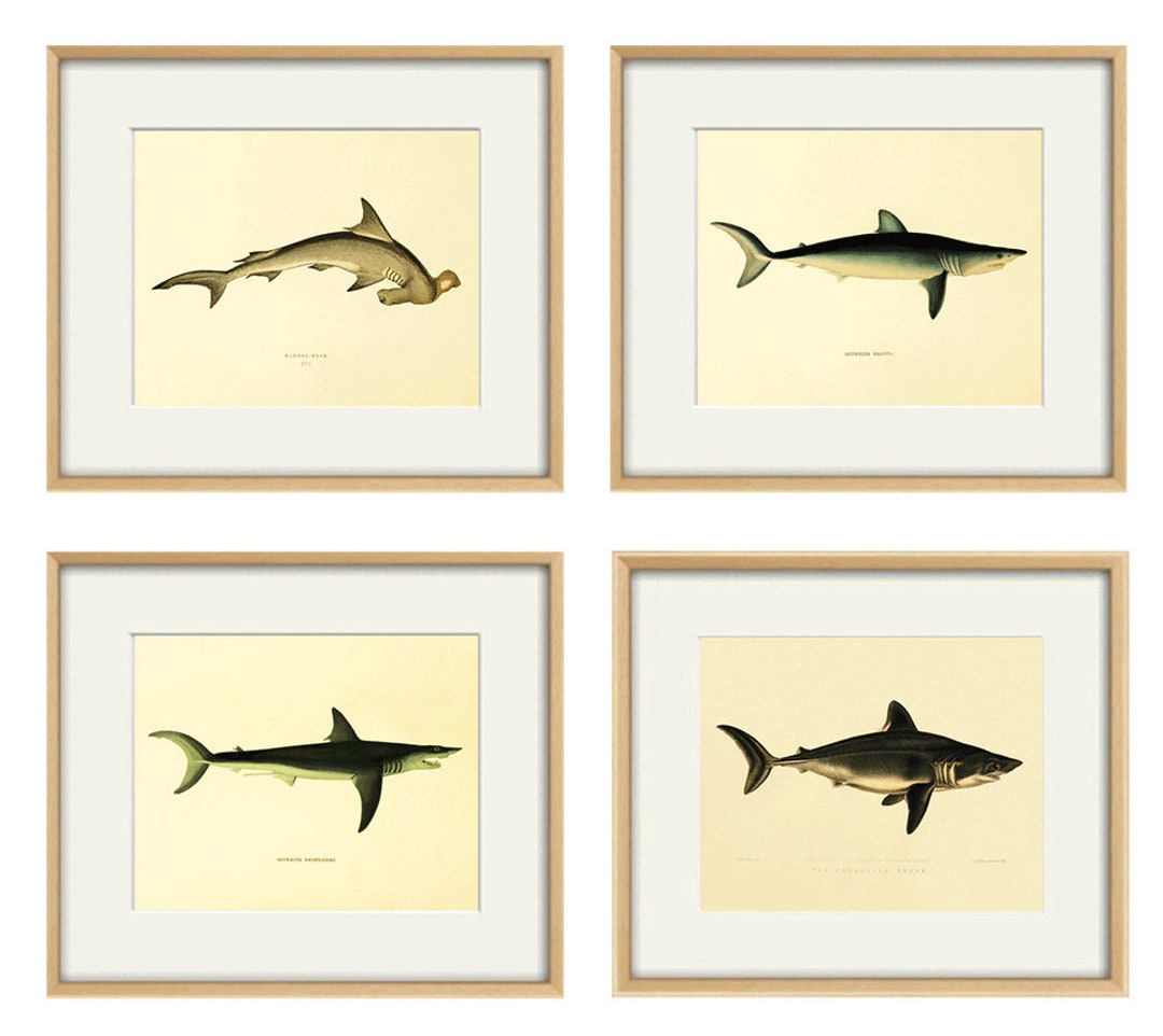 Shark Art Print Nautical Art Print Set Ocean Print Old Prints - Etsy