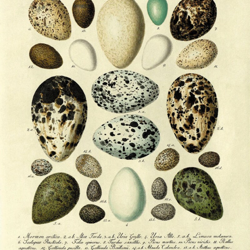 Bird Eggs Chart - Etsy