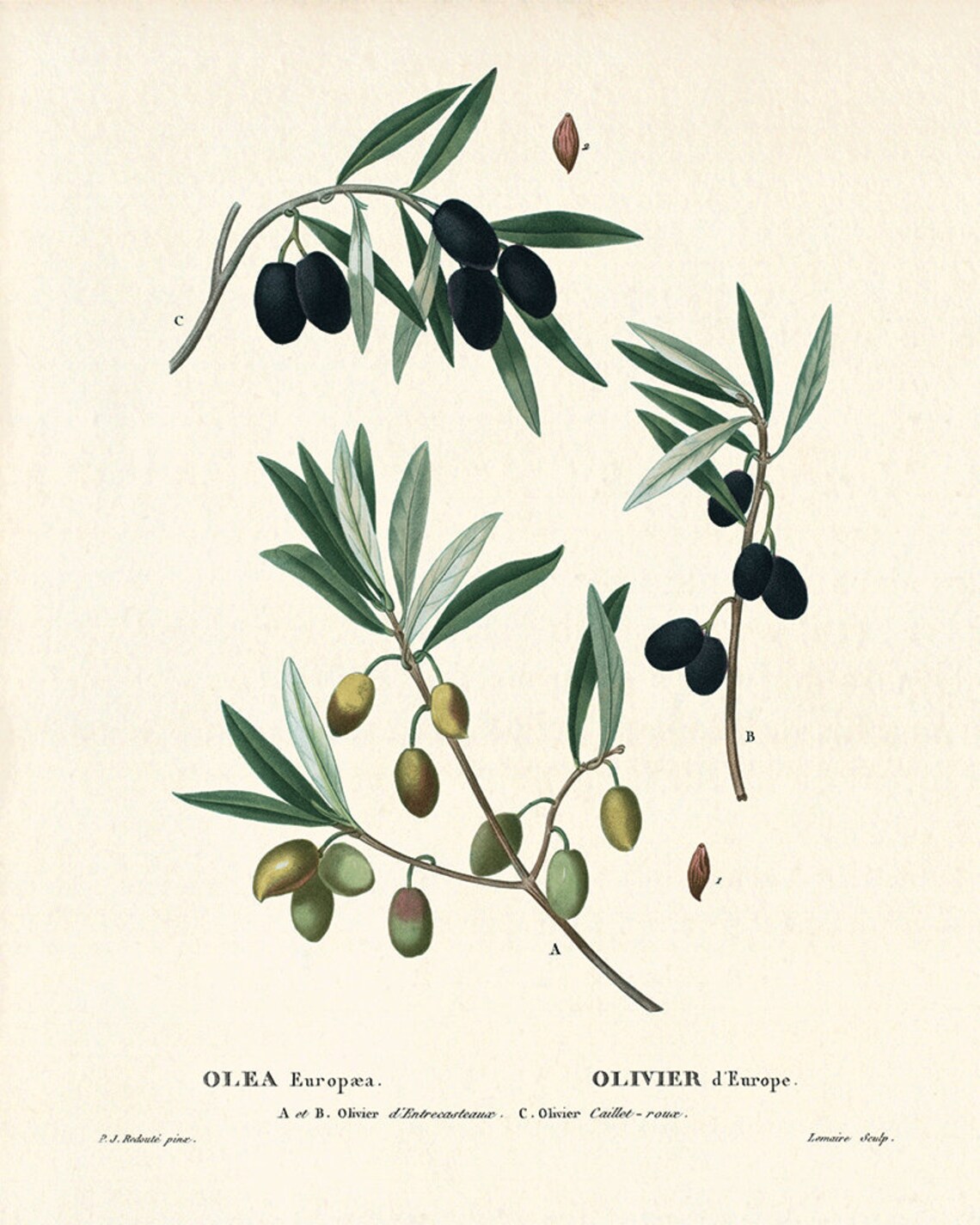 Olive Botanical Art Print Botanical Print Set Botanical Prints - Etsy UK