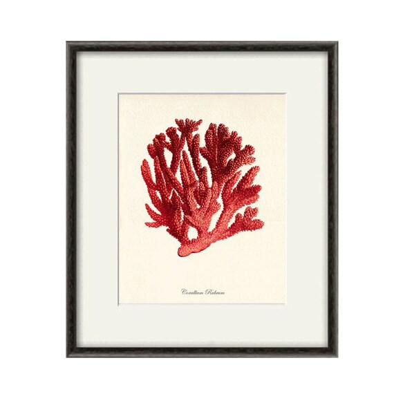 Red Coral Art