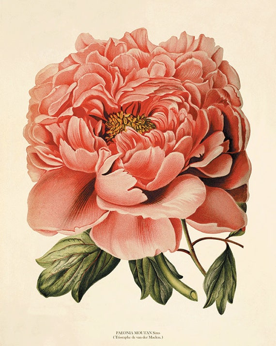 Antique Flower Prints