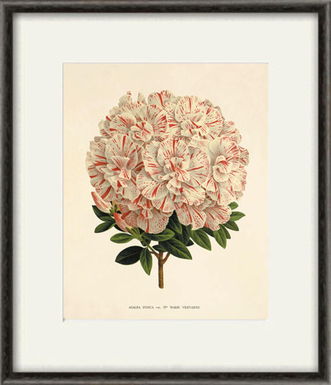 Azalea Flower Art Print Poster Botanical Art Prints Antique Prints ...