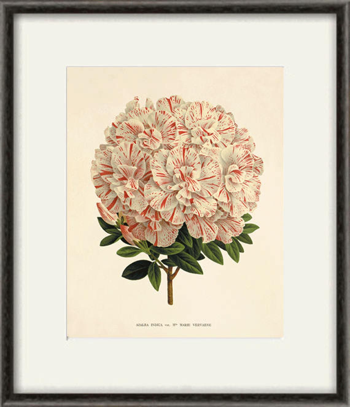 Azalea Flower Art Print Poster Botanical Art Prints Antique - Etsy