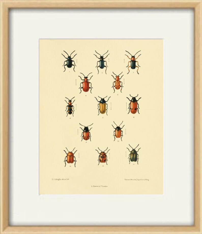 Antique Insect Art Print Beetle Art Print Insect Wall Art | Etsy