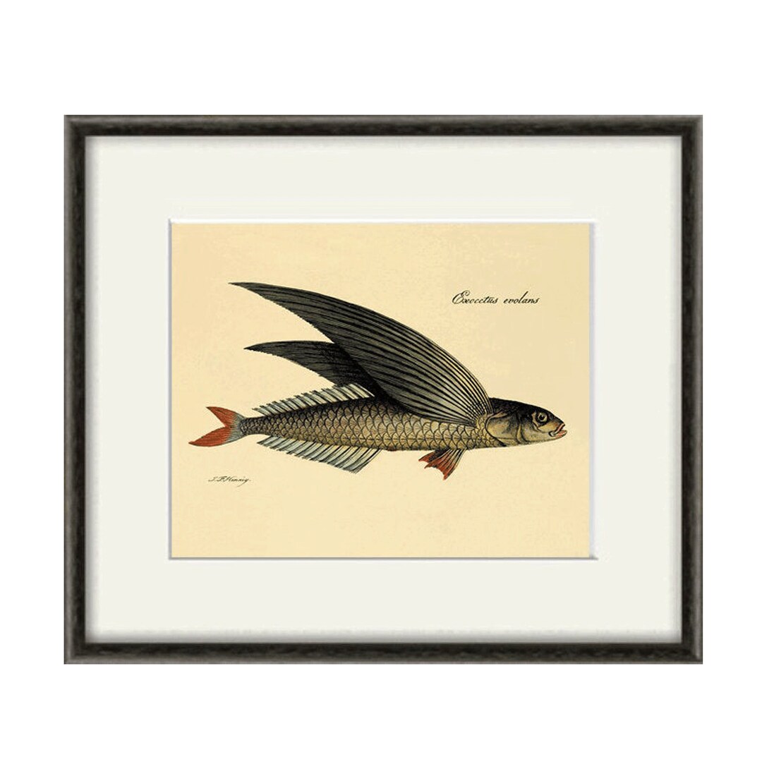 Flying Fish Art Print Vintage Sea Art Print Fish Wall Art - Etsy