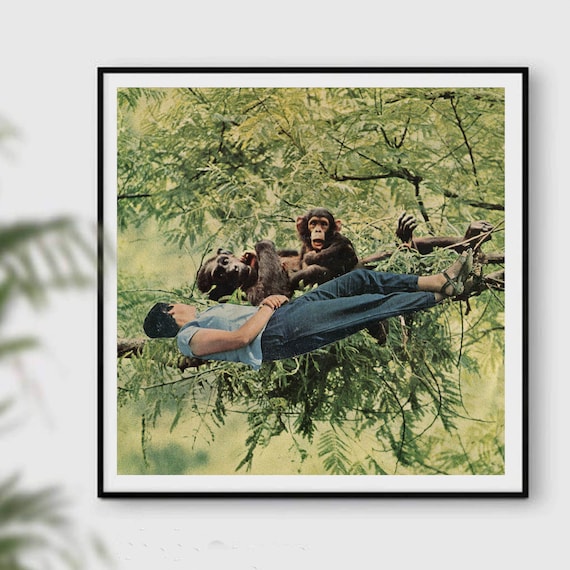 Monkey Print Monkey Gift Human Evolution Wall Art Evolution | Etsy