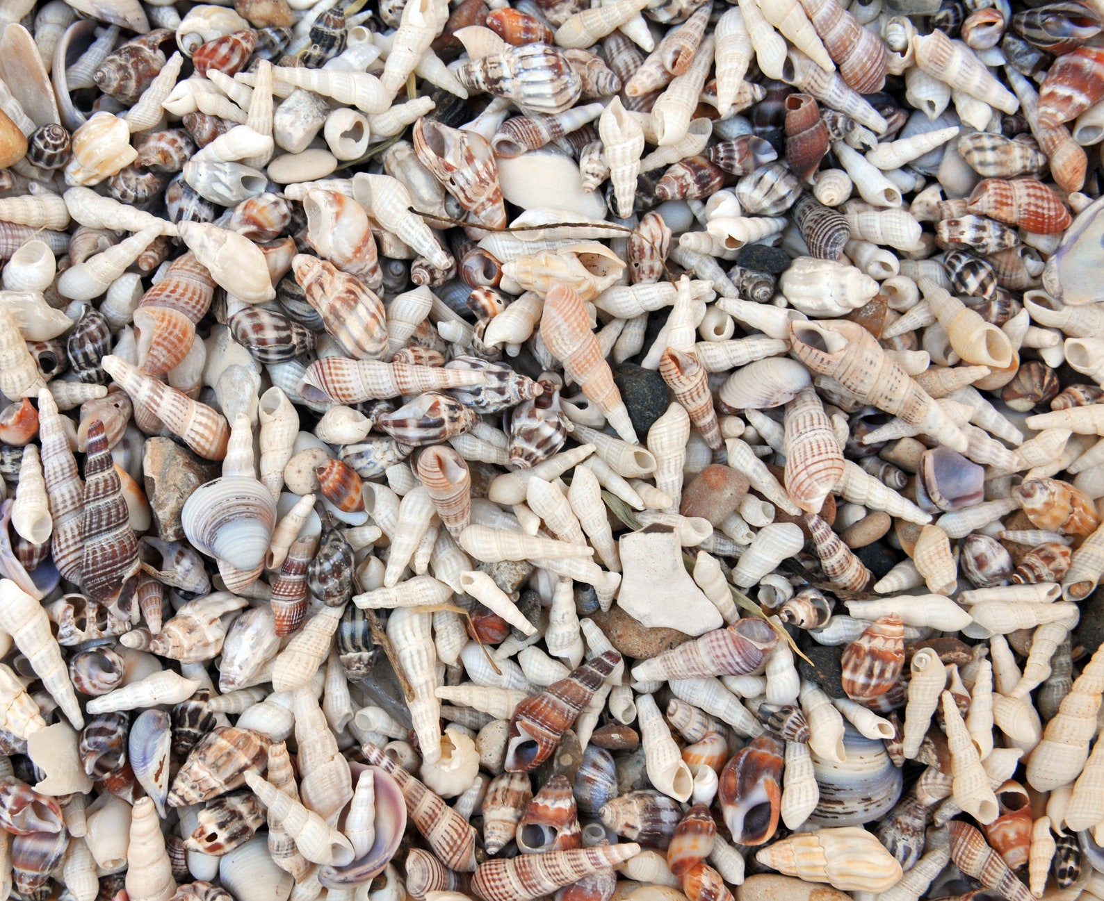 Seashells Kaleidoscope Large Classic Kaleidoscope - Etsy