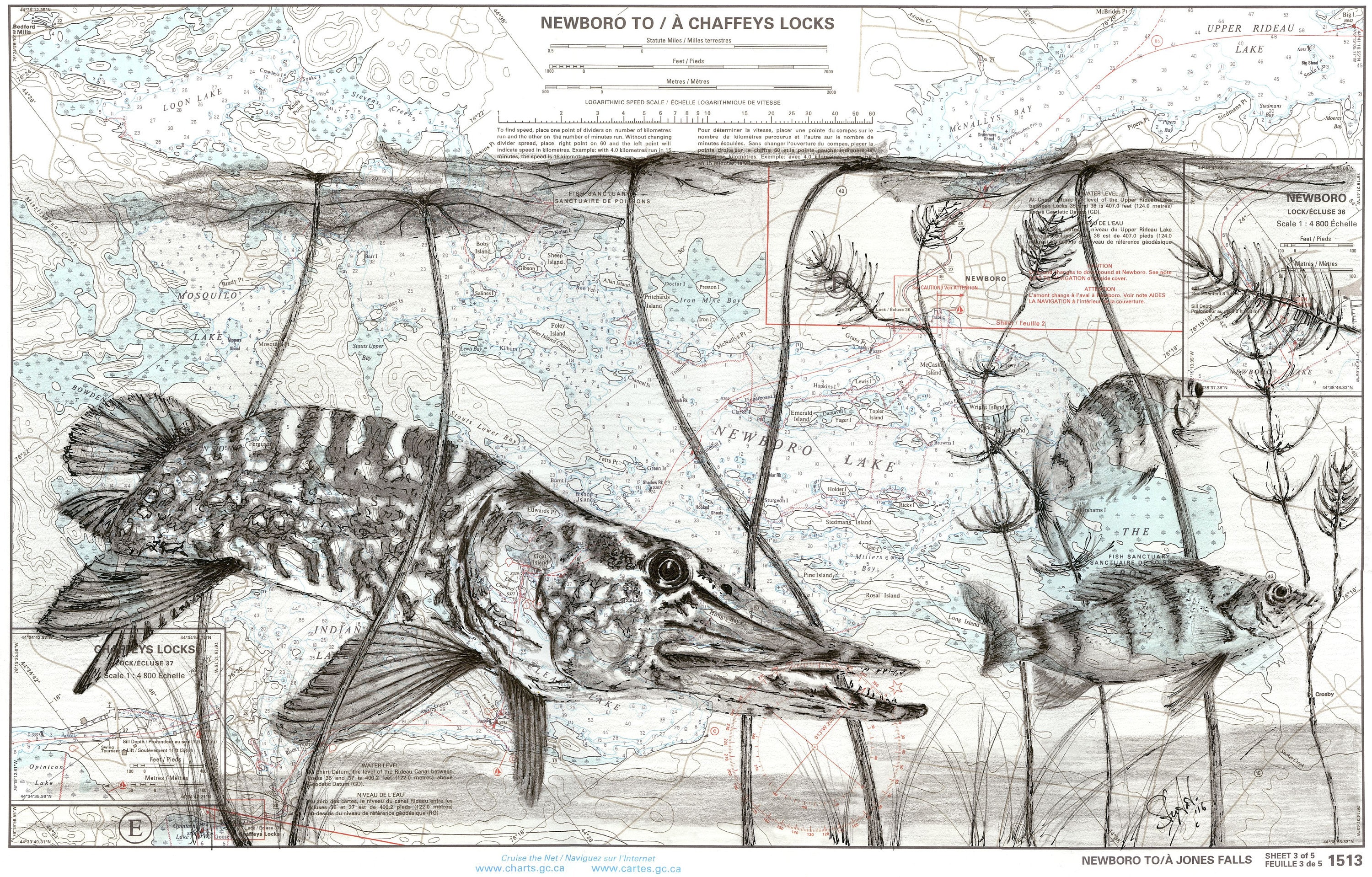 The Chase - Pike, Perch, Rideau Lakes, Fish,bass Fishing, Rideau Lakes ...