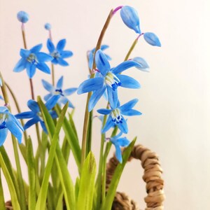 Handmade Bluebell Flowers , Real Touch Bluebells, Made of Air Dry ...