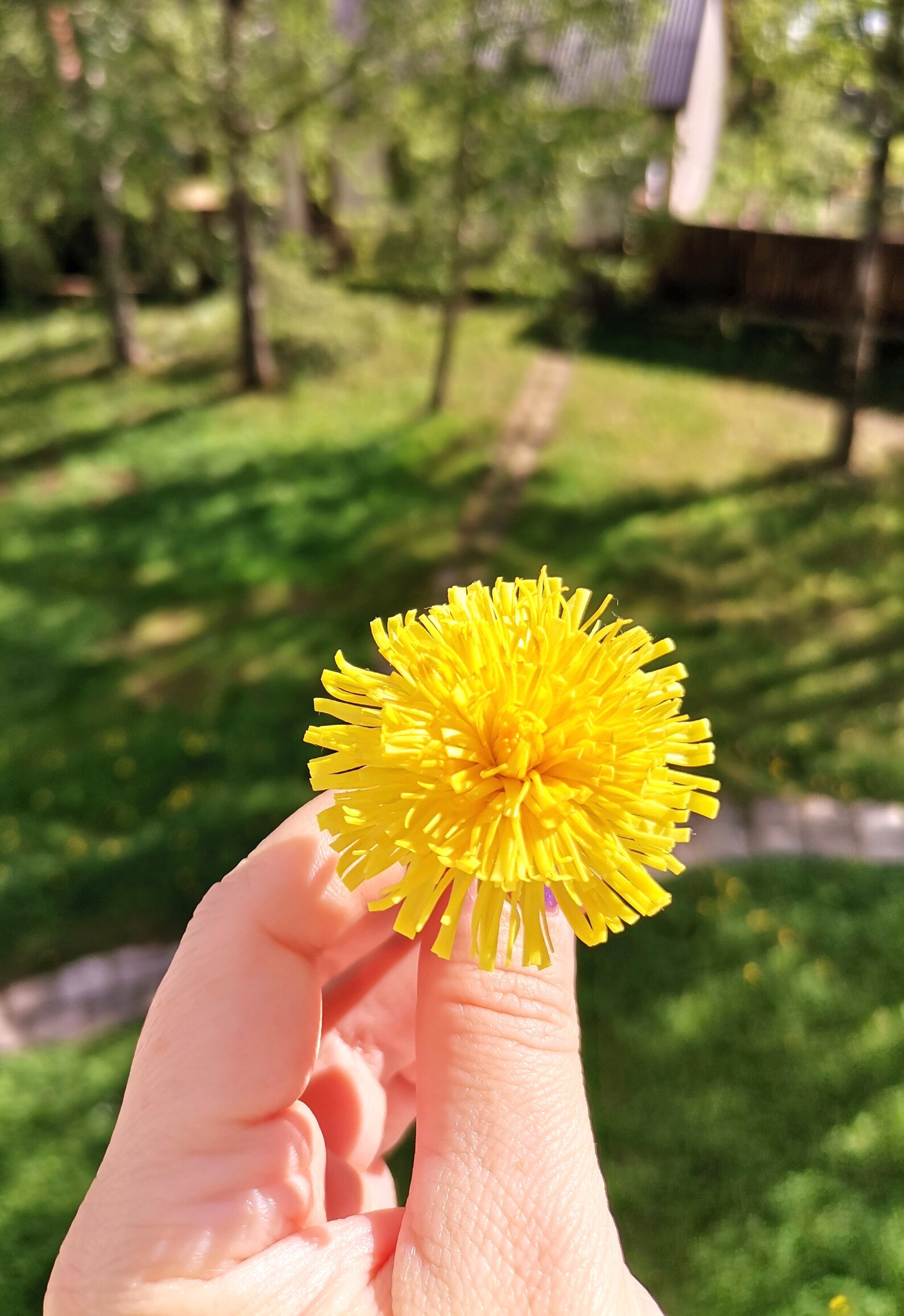 Dandelion Hair Pin, Hair Accessories, Made of Air Dry Polymer Clay ...