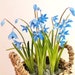 Handmade Bluebell Flowers , Real Touch Bluebells, Made of Air Dry ...