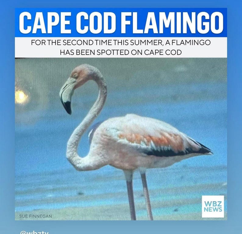 Art Stickers ( Cape Cod Flamingo) - Etsy