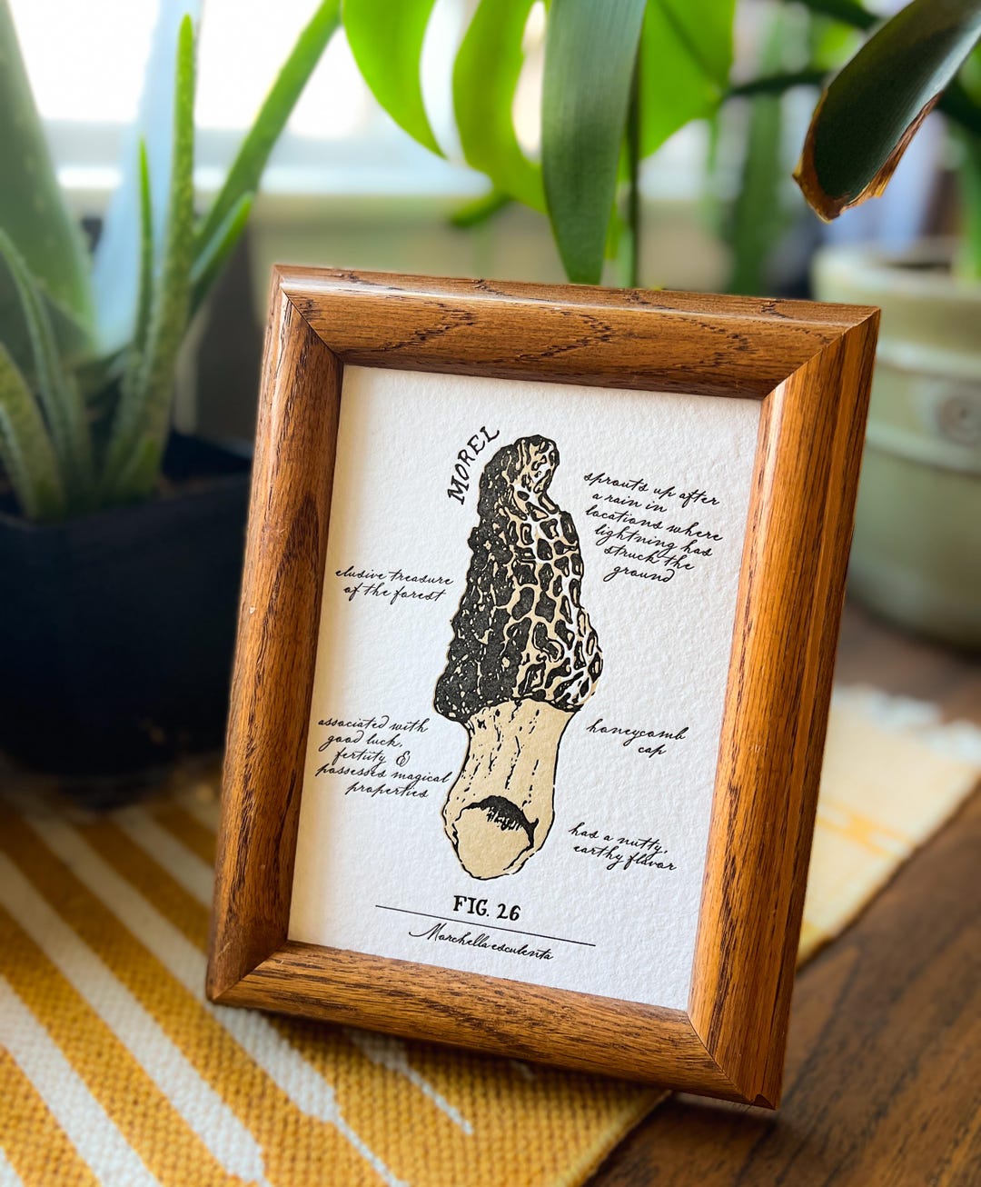Morel Mushroom Print, 5x7 Mushroom Art, Deckled Edge Paper - Etsy