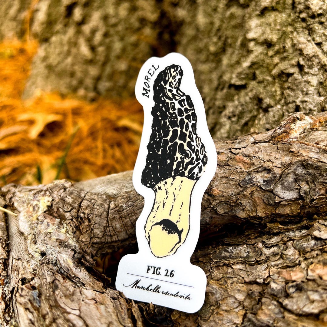 Morel Mushroom Sticker, Vintage Mushroom Sticker - Etsy