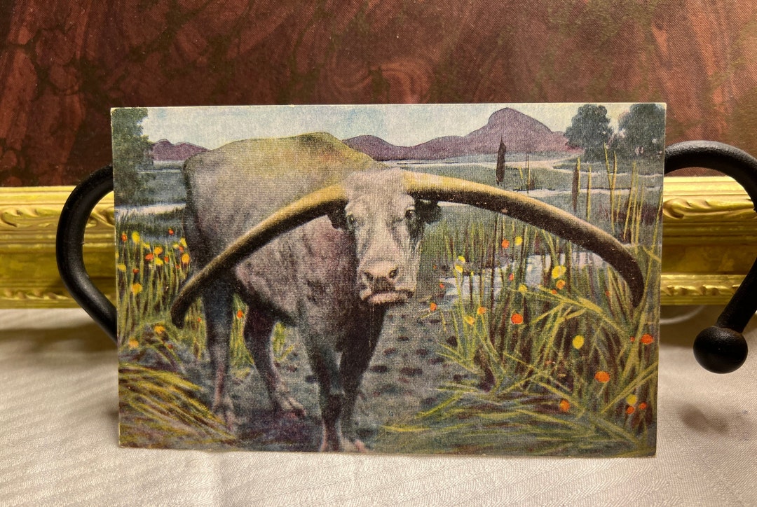 Antique the Water Buffalo in the Menagerie Ringling Bros. Divided ...