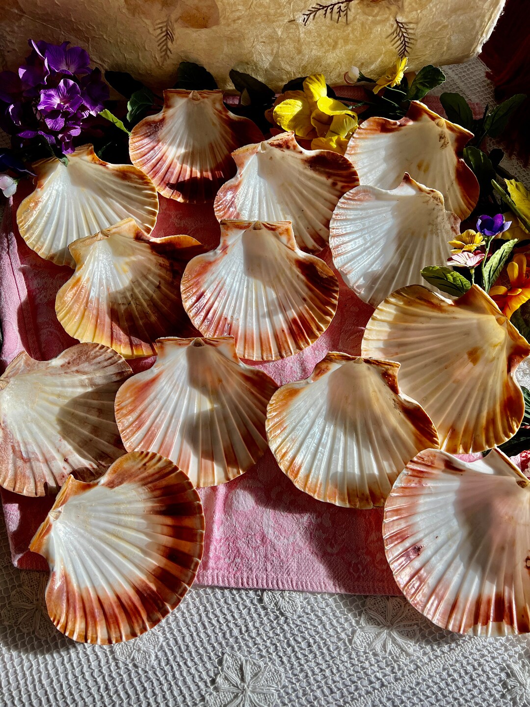 Beautiful Large Scallop Sea Shells Vintage Shells Great for Serving 5 ...