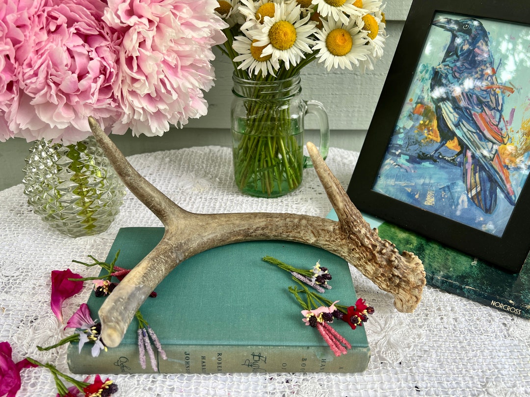 Vintage 3 Point Buck Deer Antler Rustic Decor Cabin Decoration Lodge ...