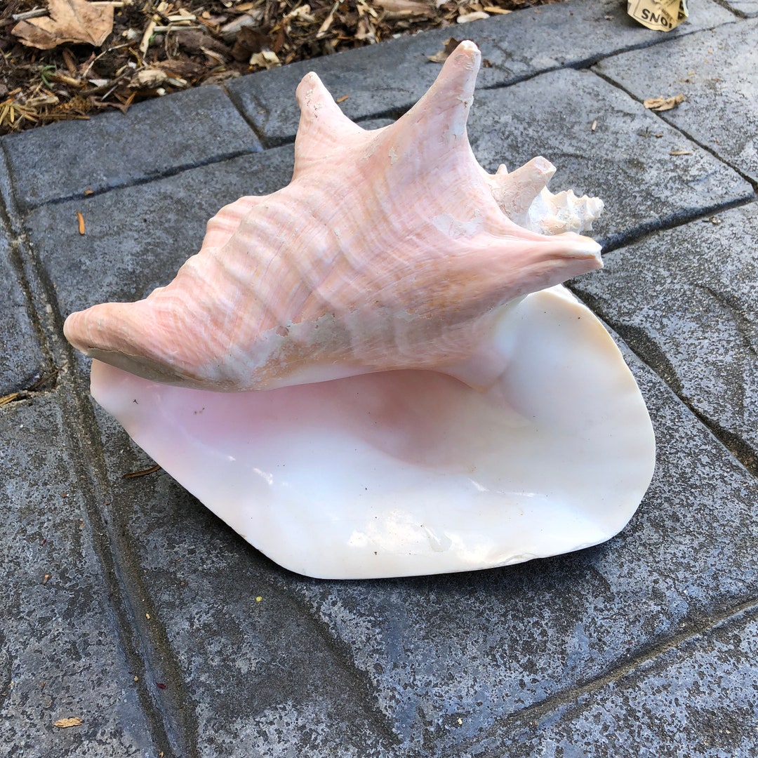 Rare Gorgeous Vintage Large Pink Conch Sea Shell Nautical Beachy Decor ...