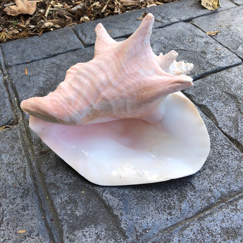 Rare Sea Shells - Etsy