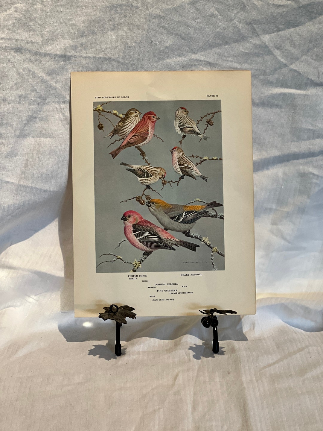 Vintage Bird Portraits in Color by Walter Alois Weber 1930 - Etsy