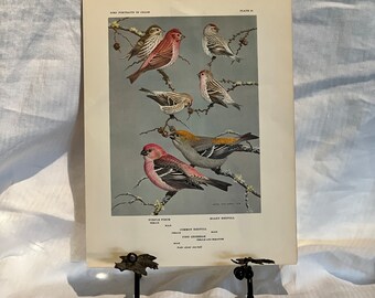 Weber Bird Art - Etsy