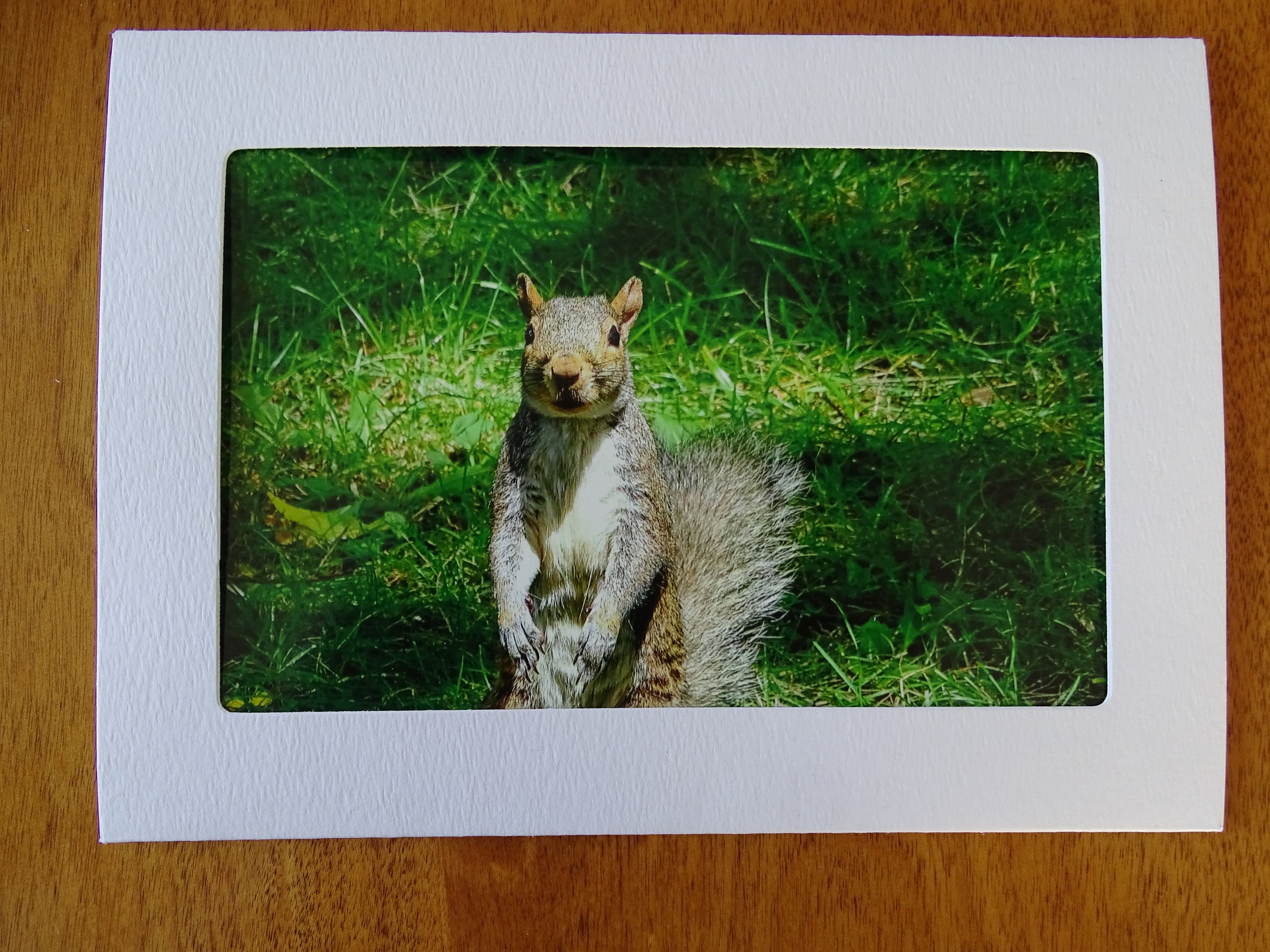 Photo Note Cards Assortment Build Your Own Set - Etsy